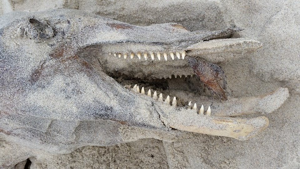 Nor’Easter Unearths Carcass of ‘Mummified’ Creature on Local Beach ...