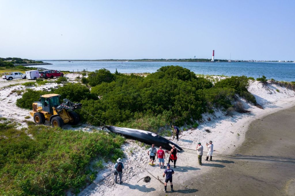 Experts: Whale in Encounter With Boat on Barnegat Bay Was in Poor ...