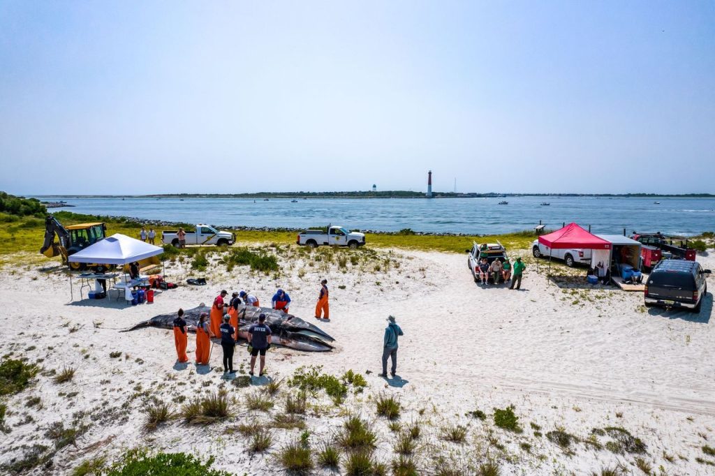 Experts: Whale in Encounter With Boat on Barnegat Bay Was in Poor ...