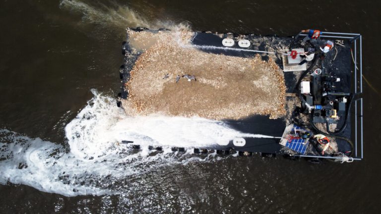 Local Restaurants’ Discarded Oyster Shells to be Repurposed for Reefs ...