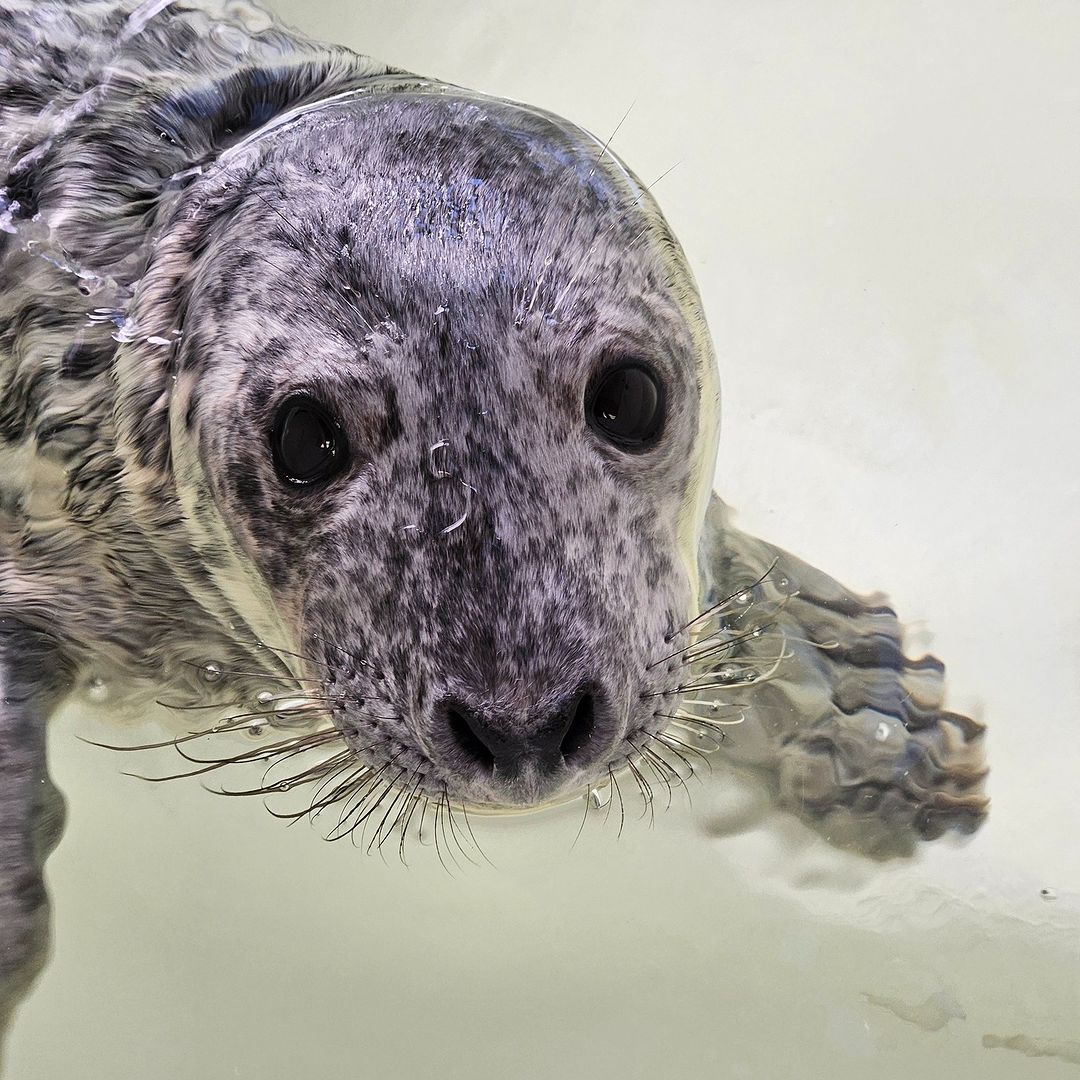 Look Who’s Feeling Better: Seal Stranded on Local Street Makes Big ...